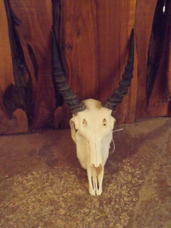 European Mounts