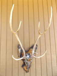 European Mounts