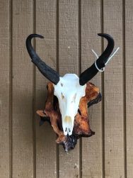 European Mounts