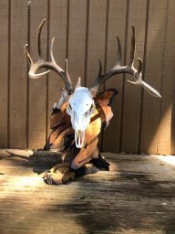 European Mounts