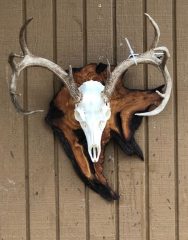 European Mounts