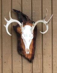 European Mounts
