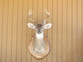 Whitetail Mounts