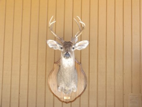 Whitetail Mounts