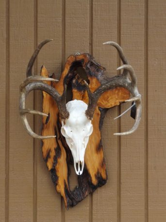 European Mounts